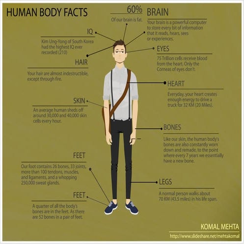 Human Body Facts | PPT