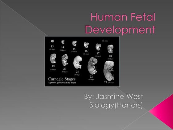 Baby development | PPT