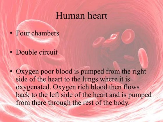 Mammal Heart Dissection | PPTX | Heart and Cardiovascular Diseases | Diseases and Conditions