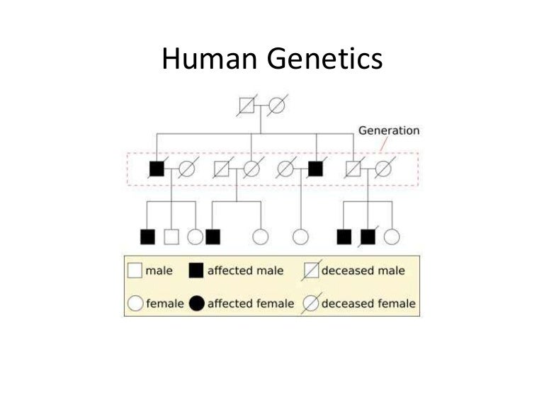 Human genetic inheritance patterns