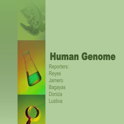 Human genome | PPTX | Genetics | Science