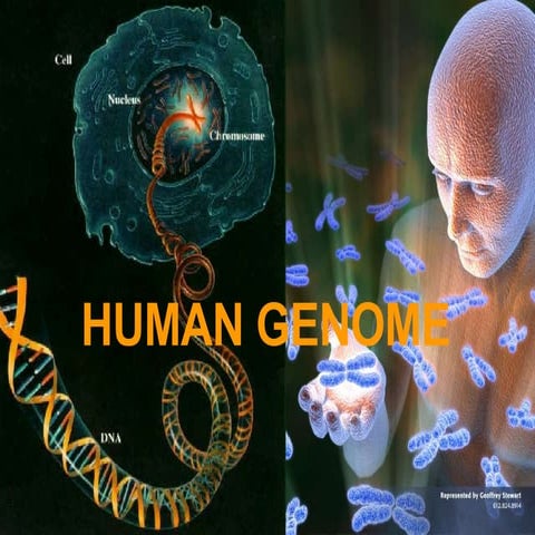 Human genome.pptx