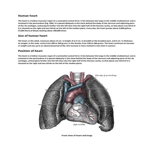 Human heart | PDF