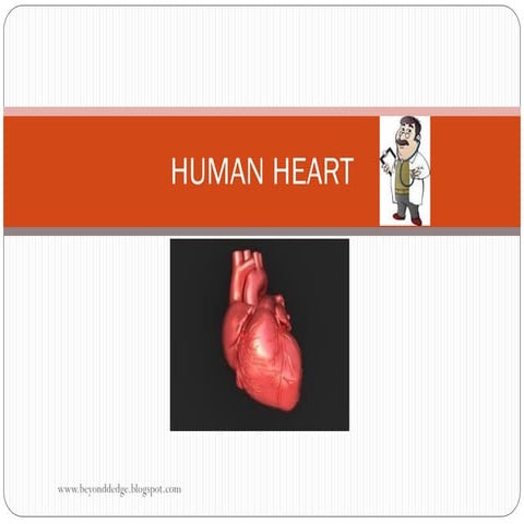 The Study of Human Heart (PDF version) | PDF
