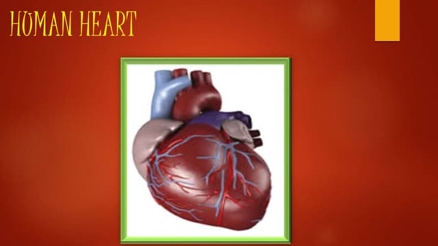 Structure and function of heart by Shashank Bandre Class 10 CBSE | PPTX