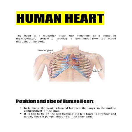 Human heart | DOCX