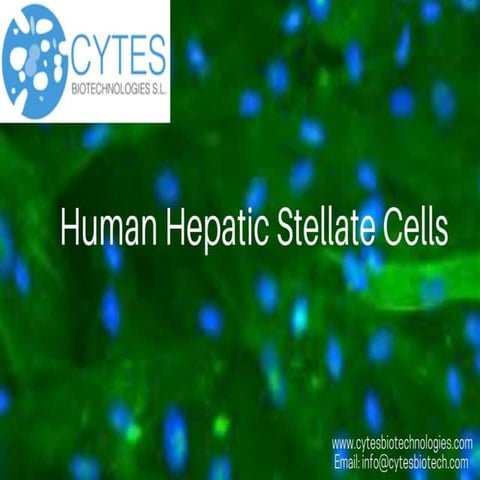 Human hepatic stellate cells | PPTX