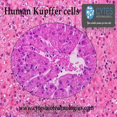 Human kupffer cells - Cytesbiotechnologies.com
