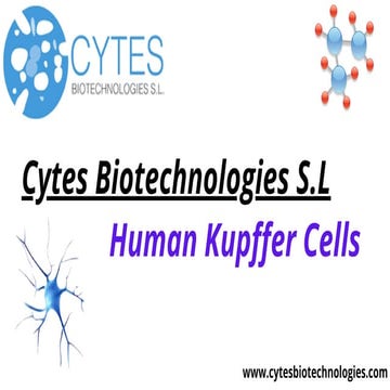 Human kupffer cells | Cytes Biotechnologies S.L | PDF