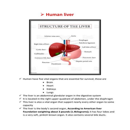 Human liver.docx