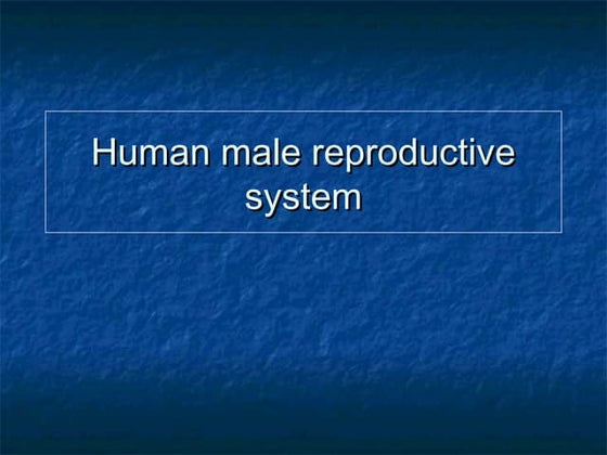 Male reproductive system of cattle | PPTX | Infertility | Reproductive ...