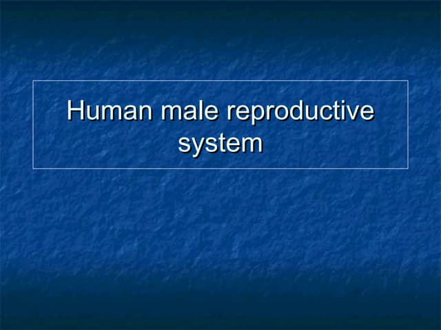 Male Reproductive System Of Cattle Pptx 0700