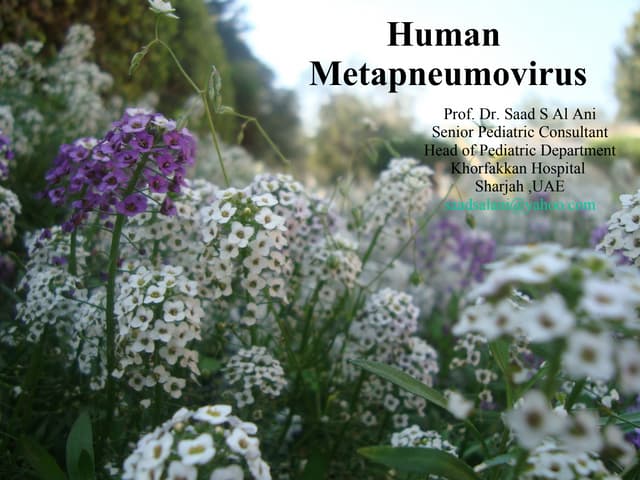 Epidemiology of human Meta PneumoVirus - hMPV | PDF