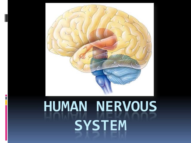 The Human Brain, Its Parts and Functions | PPTX | Brain and Nervous System Disorders | Diseases ...