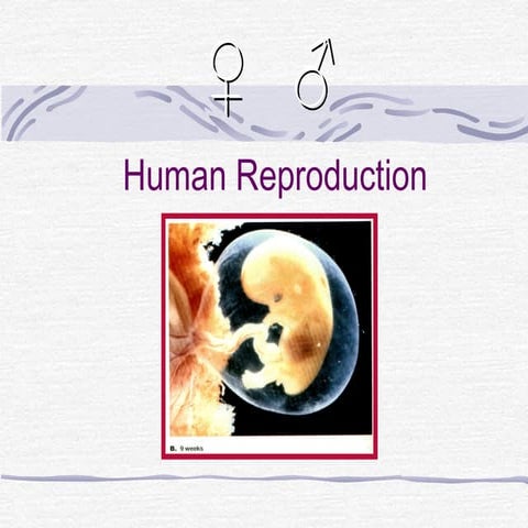 Human reproduction | PPT