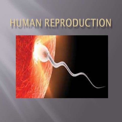 Animal body plans | DOCX