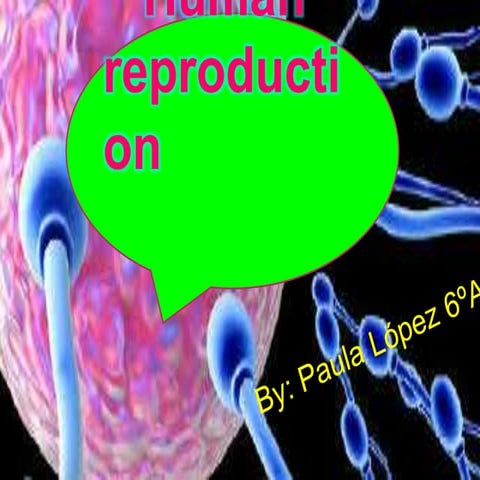 Human reproduction | PPT