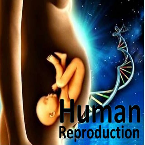 Human reproduction | PPT