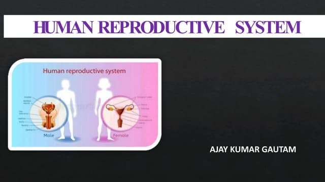 HUMAN REPRODUCTION .pptx class XII Biology | PPTX