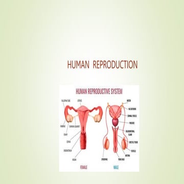 Human reproduction Complete Chapter | PPTX