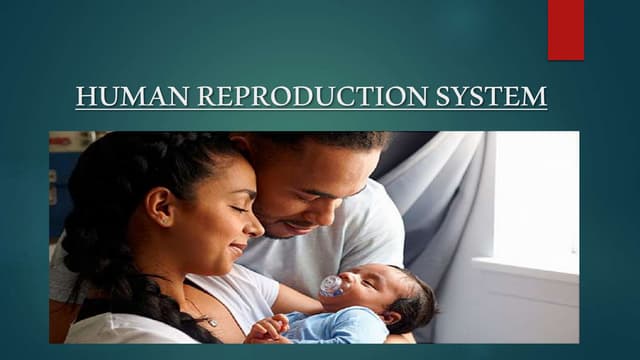 HUMAN REPRODUCTION .pptx class XII Biology | PPTX | Infertility ...