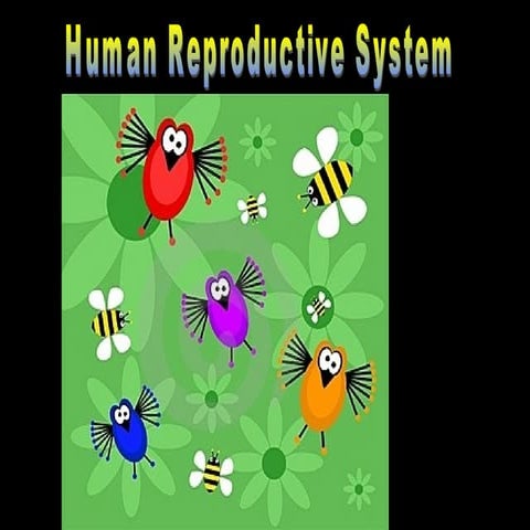 Human reproductive system | PPT