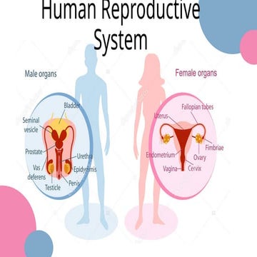 Human Reproductive System ang their functions..pptx