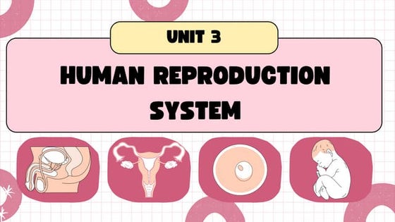 Male Reproductive System Biology Presentation in a Bold Pink Style.pptx