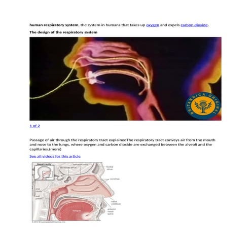 human respiratory system.docx human body | DOCX
