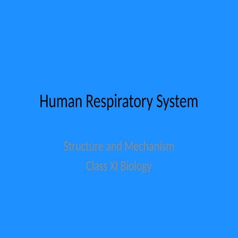 Human_Respiratory_System_Class_11.pptx 1 | PPTX