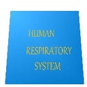 Human respiratory system powerpoint presentation | PPTX