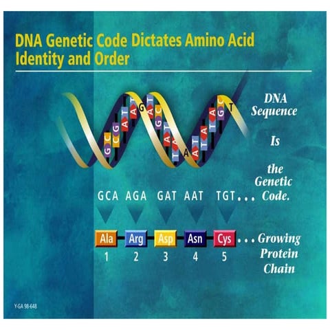 Humans Dna Structure | PPT
