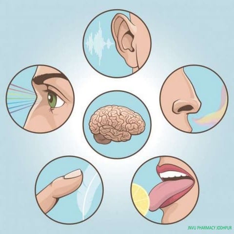 HUMAN SENSORY ORGANS | PPTX