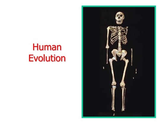 Human Evolution.pptx