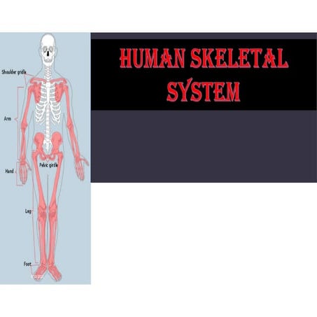 human skeletal system HUMAN BODY.pptx