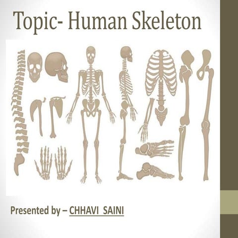 Human skeleton | PPT