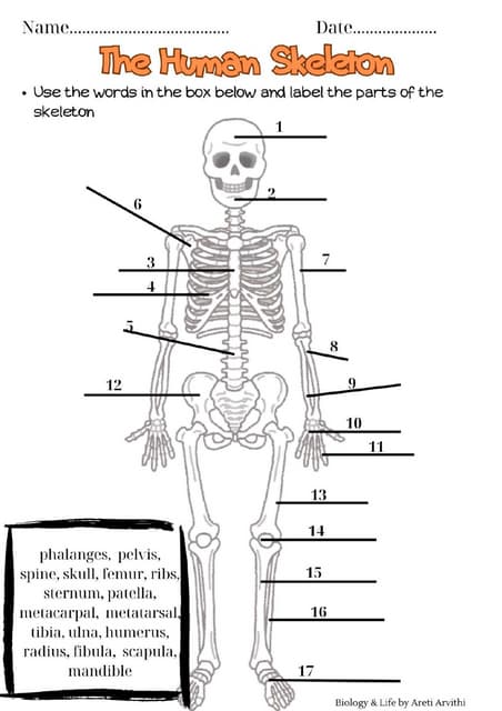 Skeleton Craft Printable. Label the parts of the skeleton.pdf