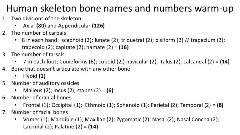 Human Skeleton Bone Name And Numbers Warm Up human-skeleton-bone-name-and-numbers-warm-up