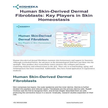 Human Skin-Derived Dermal Fibroblasts: Key Players in Skin Homeostasis ...