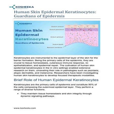 What Are Dendritic Cells and Their Role in Immunobiology? | PDF