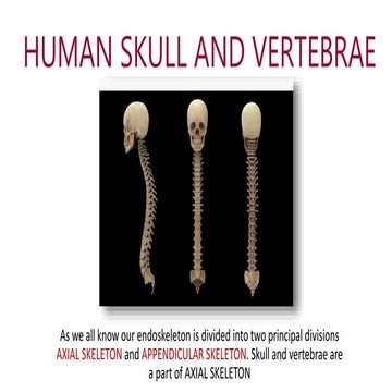 Human Skull and Vertebrae.pptx