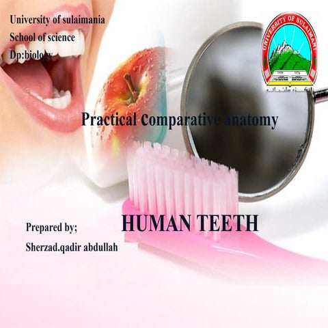 Human teeth | PPT