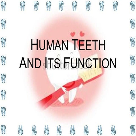 Human teeth and its functions | PPTX