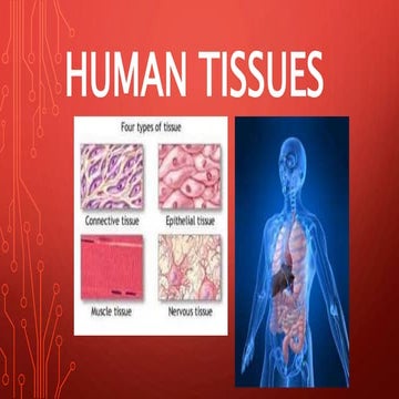 Human tissues | PPTX