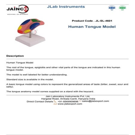 Human tongue model | PDF