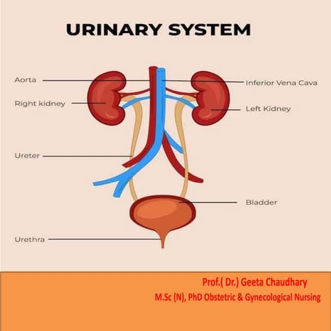 Human Urinary System for Nursing studnts | PPT
