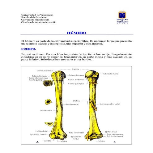 Miembro superior mano | PDF