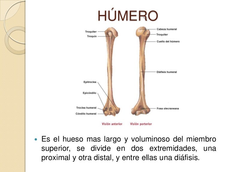 Humero