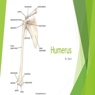 humerus anatomy of domestic animals | PPTX