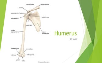 Humerus Labeled Diagram